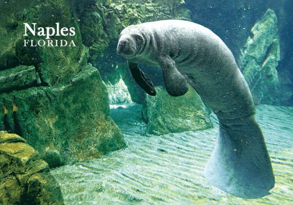 Manatee Postcard – Jakes 3D